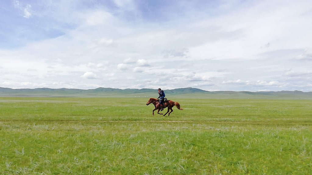 Hinke van der Werf – Seducci